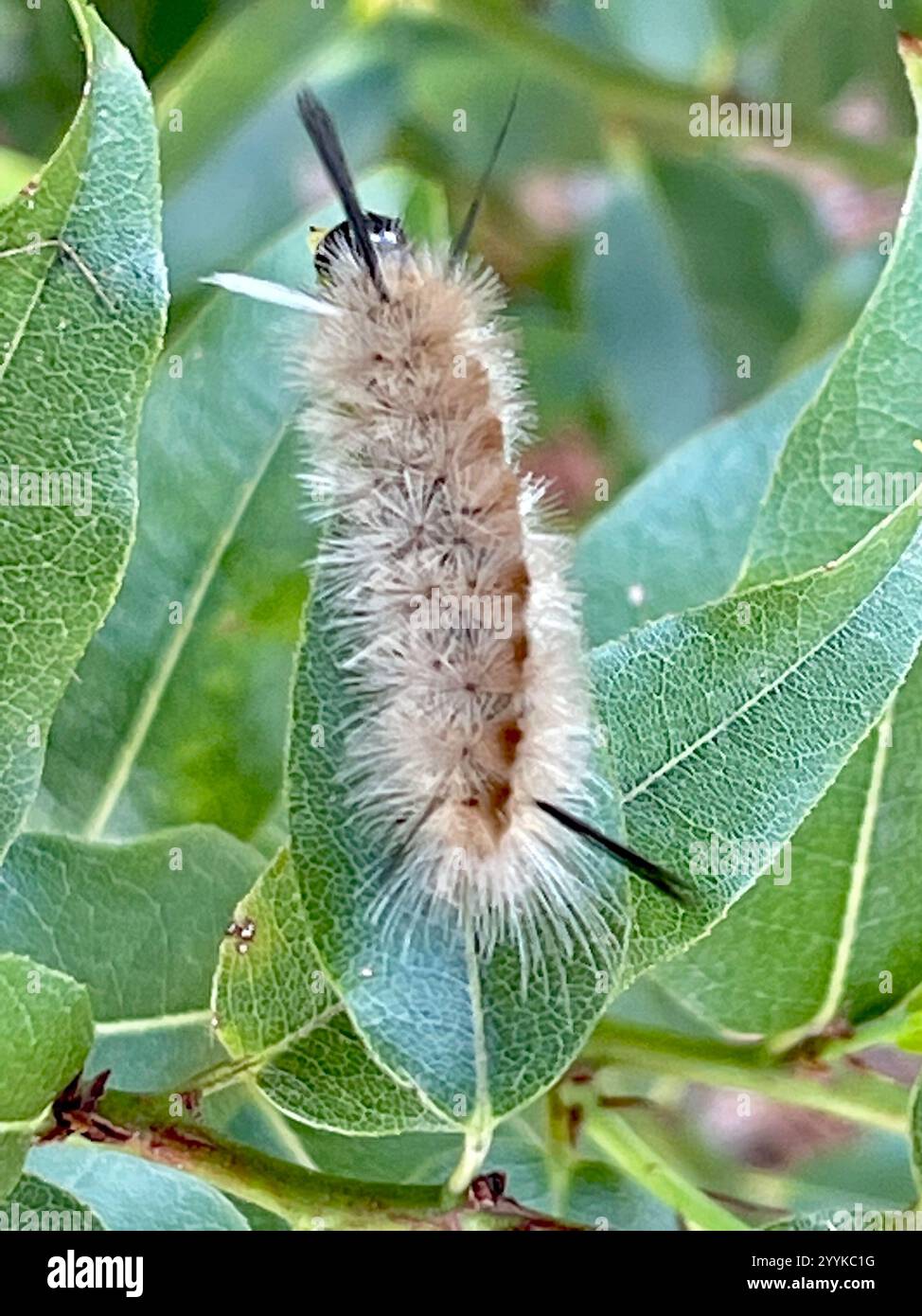 Banded Tussock Moth (Halysidota tessellaris Stock Photo - Alamy