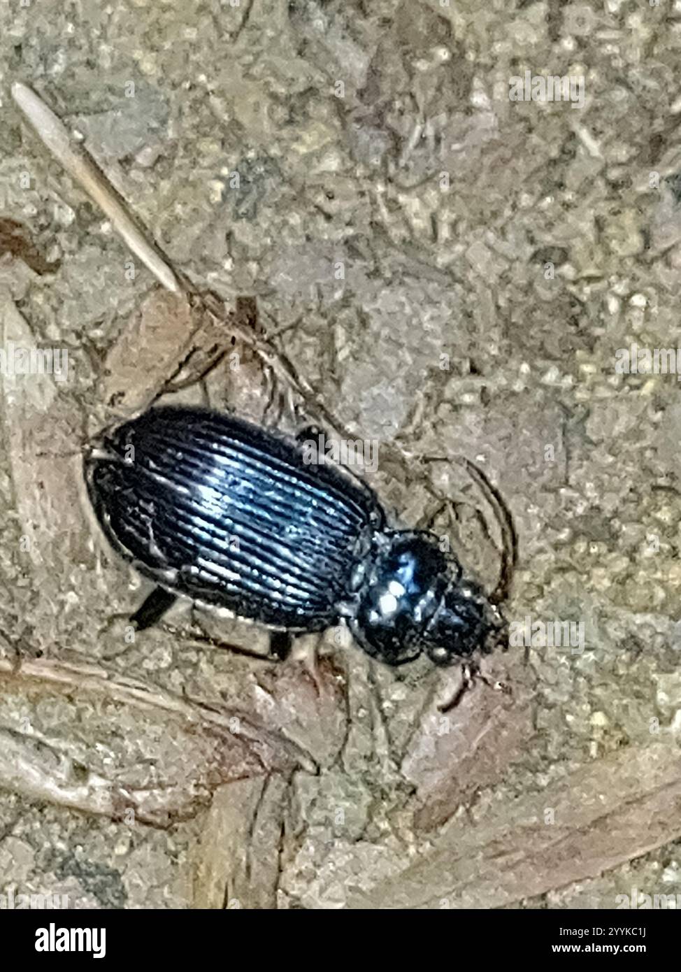 European Gazelle Beetle (Nebria brevicollis Stock Photo - Alamy