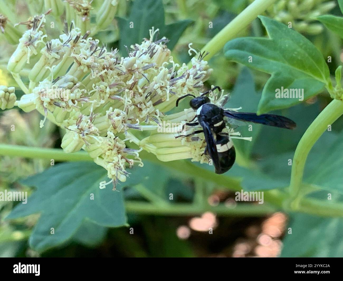 Four-toothed Mason Wasp (Monobia quadridens Stock Photo - Alamy