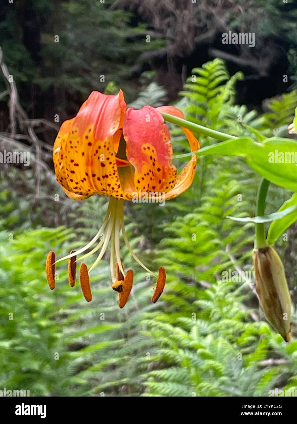 Leopard Lily (Lilium pardalinum Stock Photo - Alamy