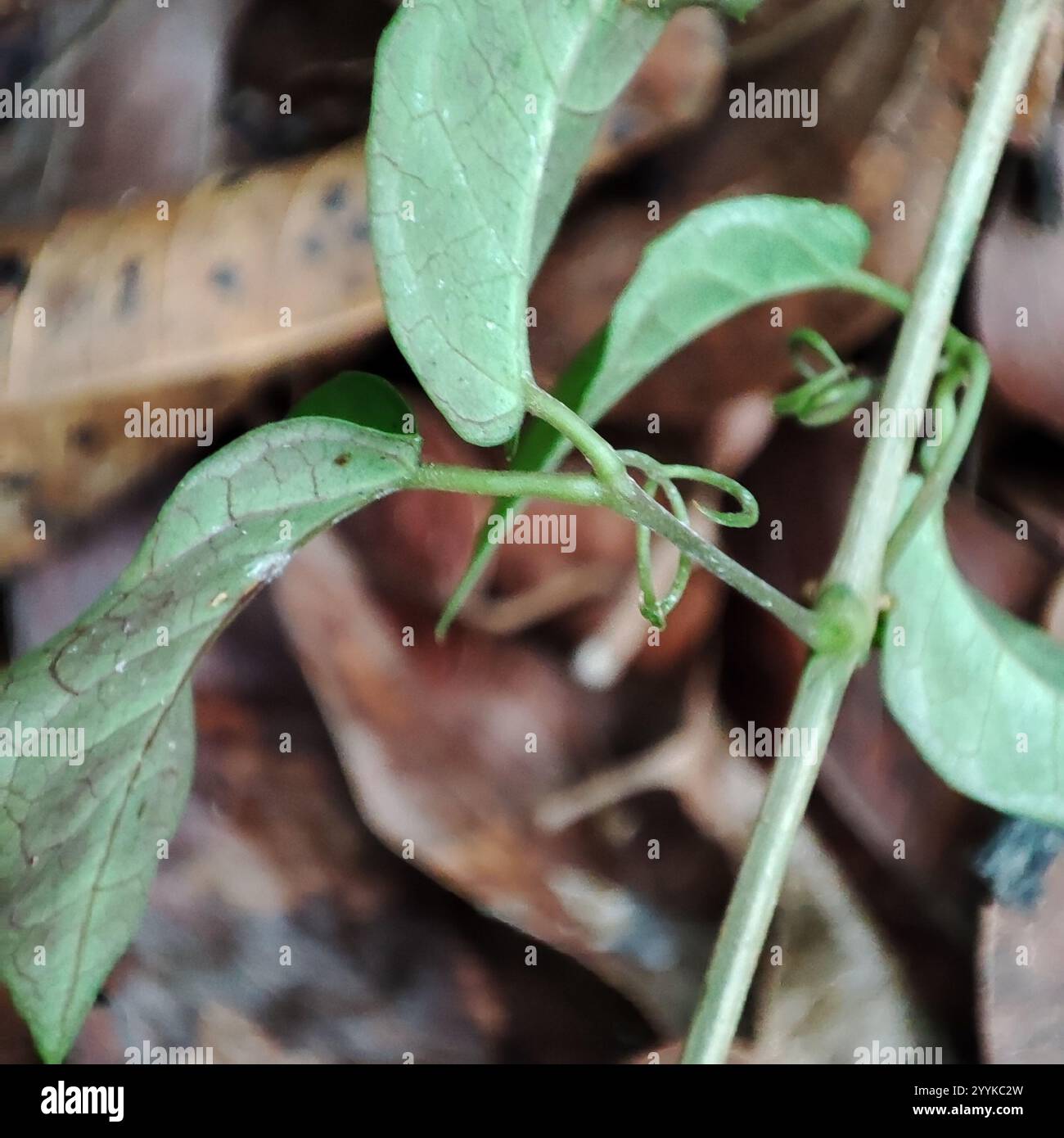 Catclaw vine (Dolichandra unguis-cati Stock Photo - Alamy