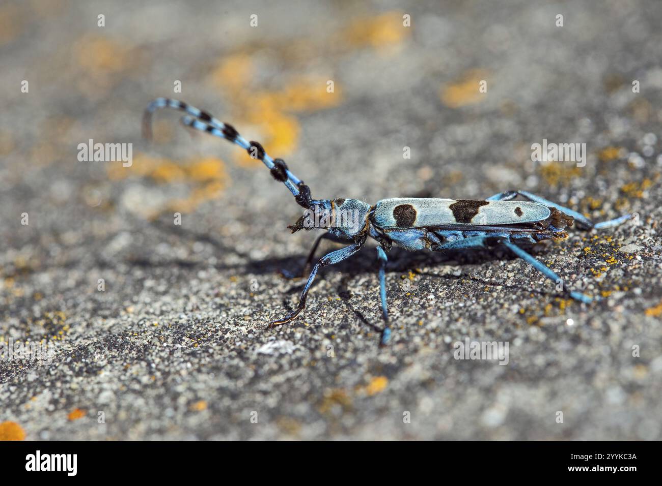 Alpine longhorn beetle, Rosalia alpina, sitting on stone Stock Photo ...