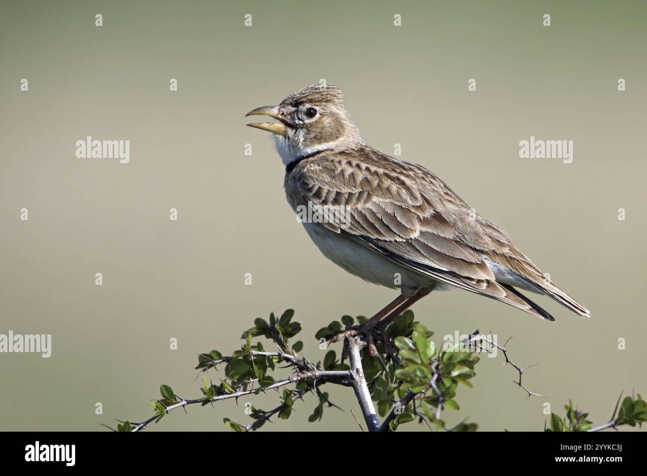 Calandra lark, Melanocorypha calandra, sings Stock Photo - Alamy