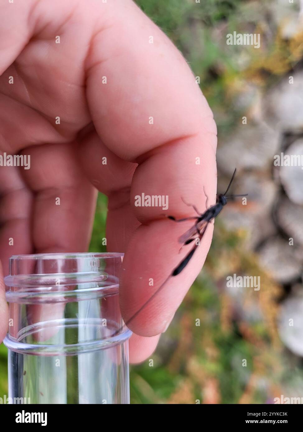 Javelin Wasp (Gasteruption jaculator Stock Photo - Alamy
