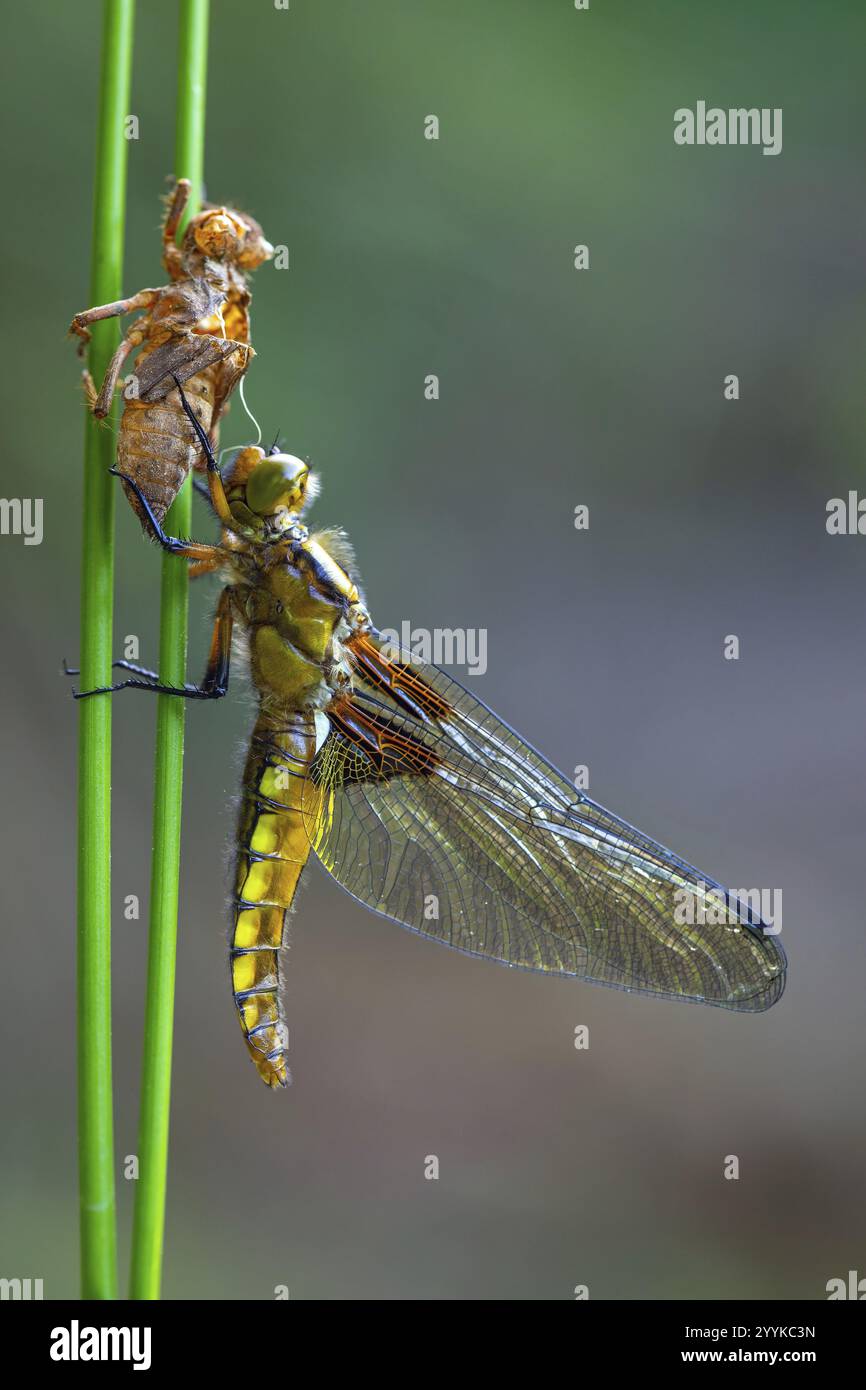 Four-spot, Libellula quadrimaculata, freshly hatched, larva Stock Photo ...