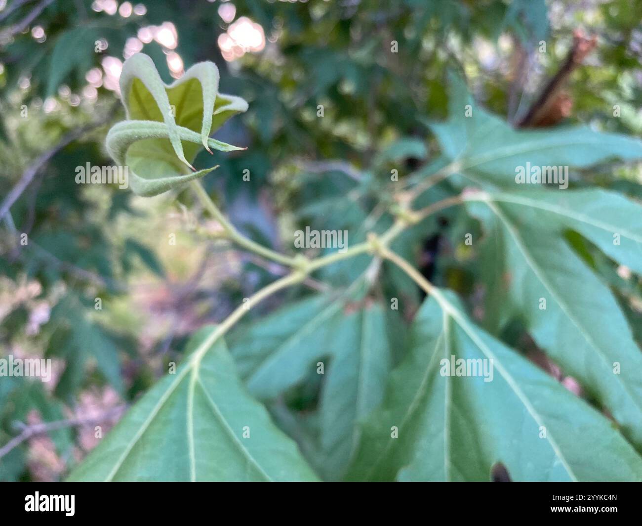 Arizona sycamore (Platanus wrightii Stock Photo - Alamy