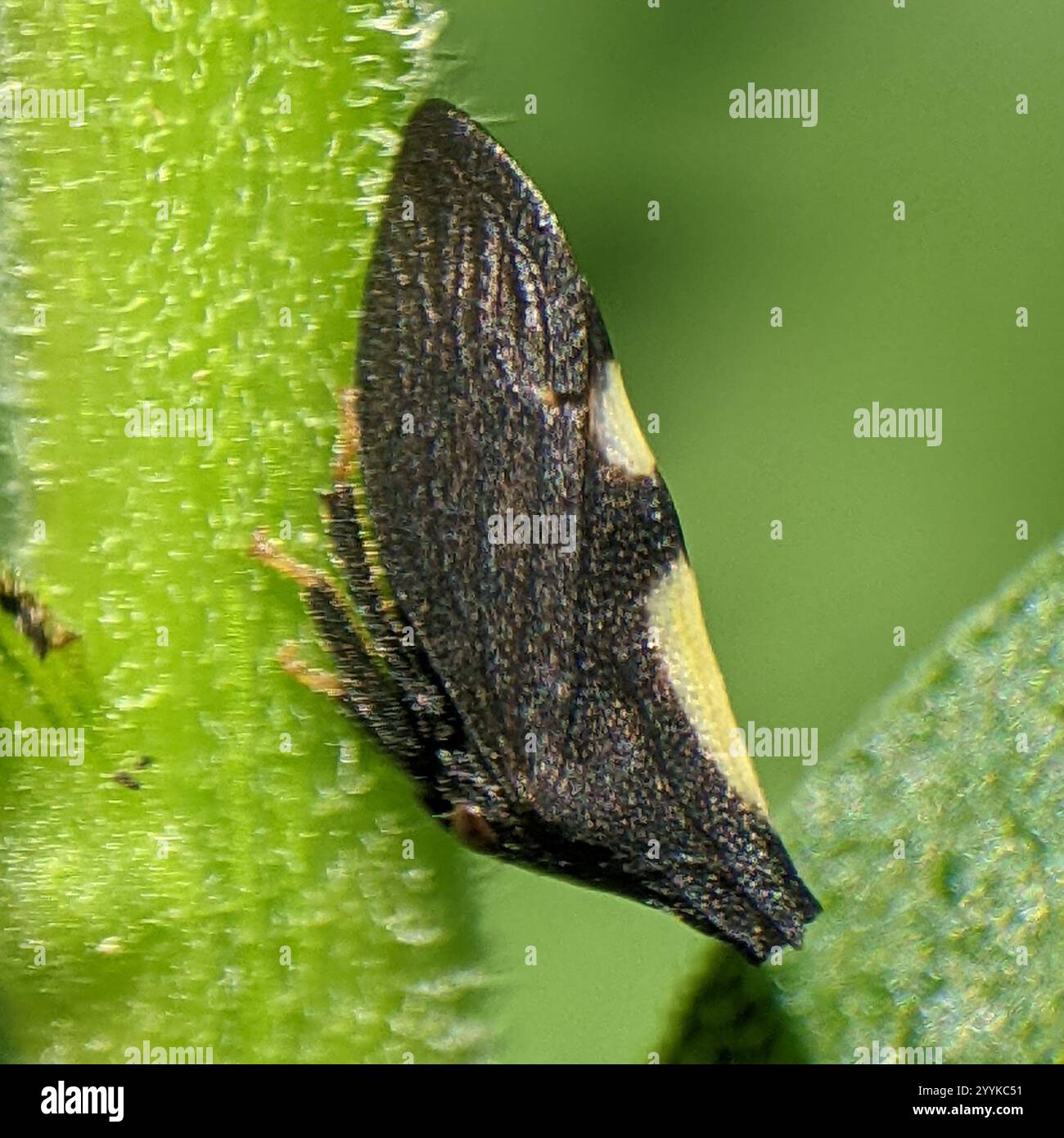 Two-marked Treehopper Complex (Enchenopa binotata Stock Photo - Alamy