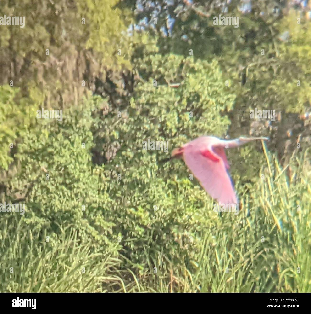 Roseate Spoonbill (Platalea ajaja Stock Photo - Alamy