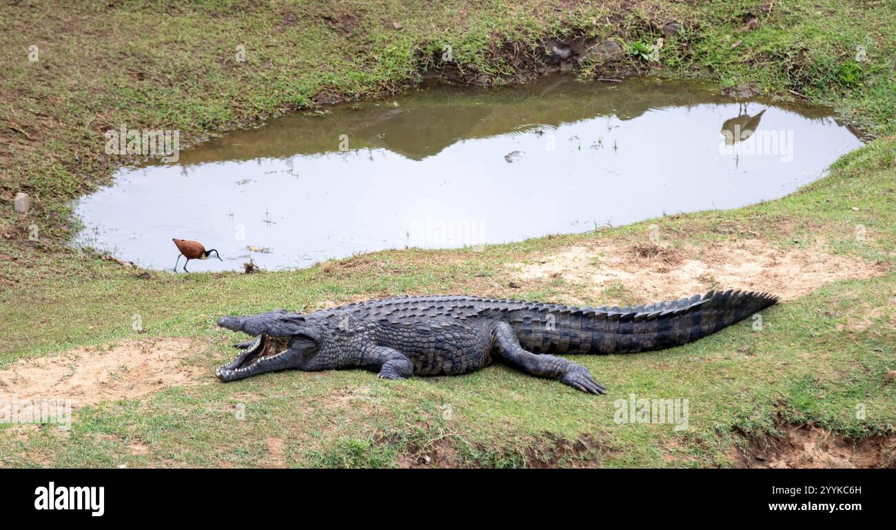 African riverside animal hi-res stock photography and images - Alamy