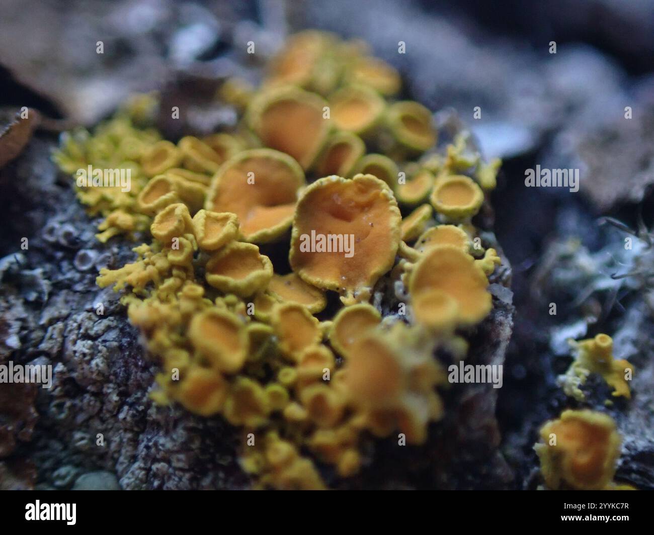 Pin-cushion Sunburst Lichen (Polycauliona polycarpa Stock Photo - Alamy