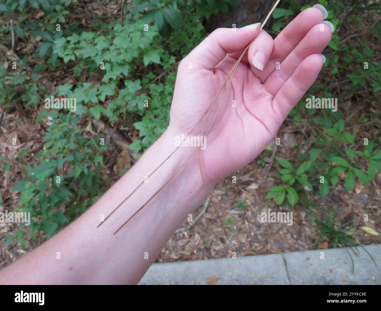 loblolly pine (Pinus taeda Stock Photo - Alamy