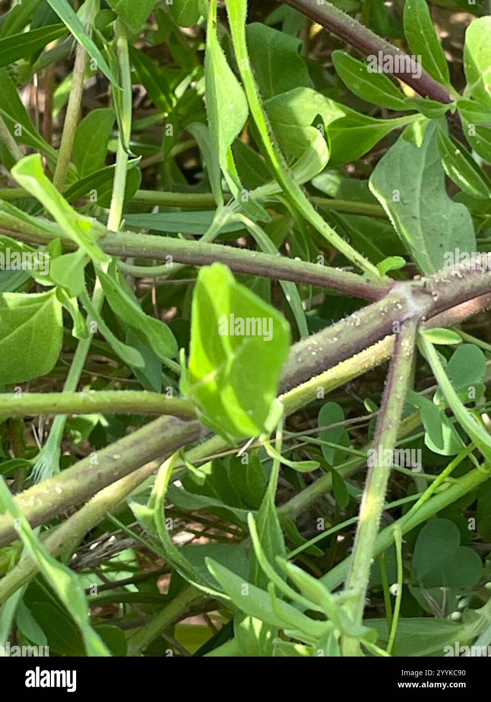 Blue Curls (Trichostema dichotomum Stock Photo - Alamy