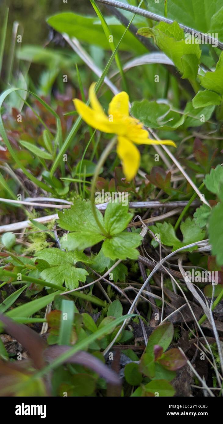 Yellow Anemone (Anemonastrum richardsonii Stock Photo - Alamy