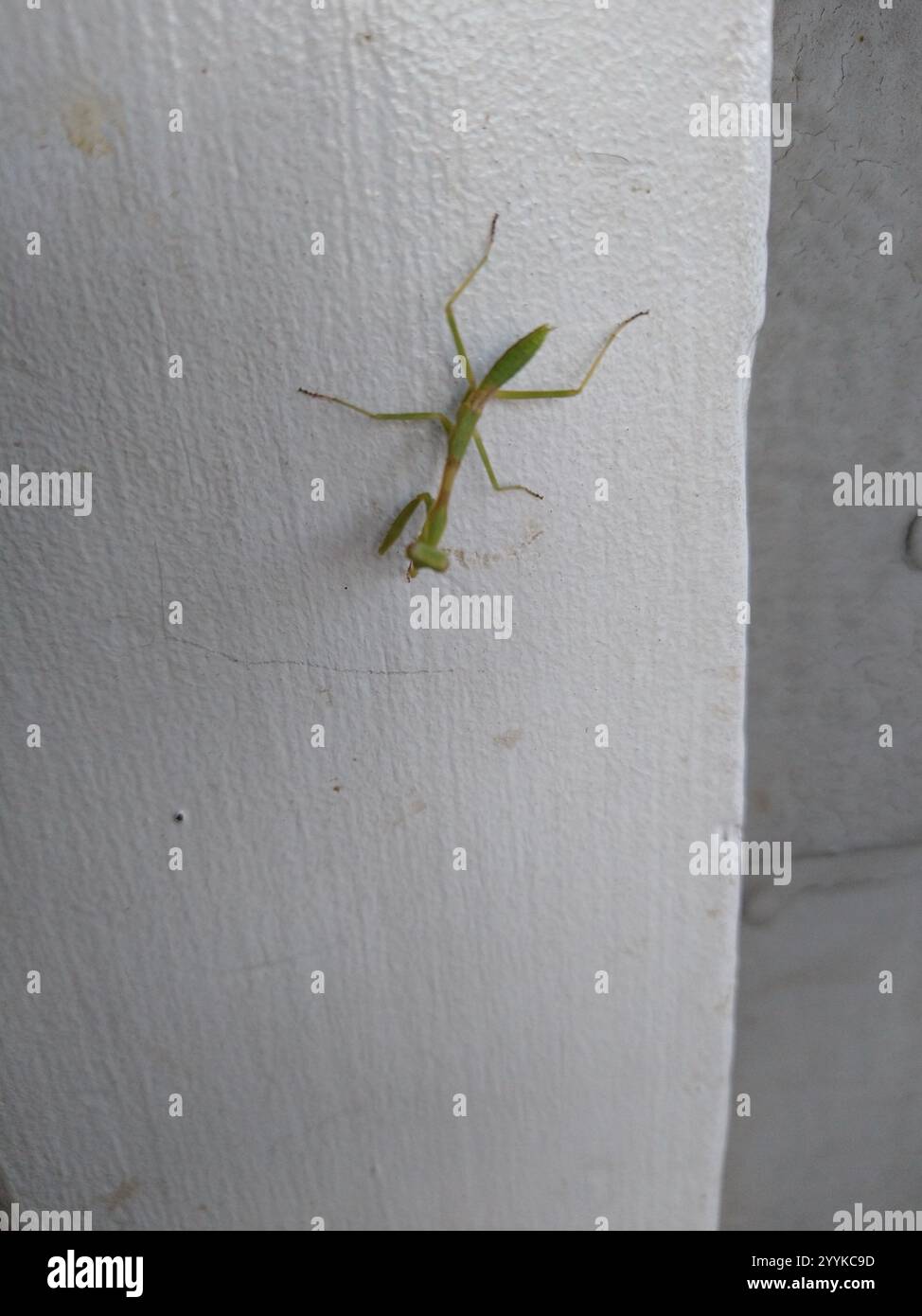 Arizona Mantis (Stagmomantis limbata Stock Photo - Alamy
