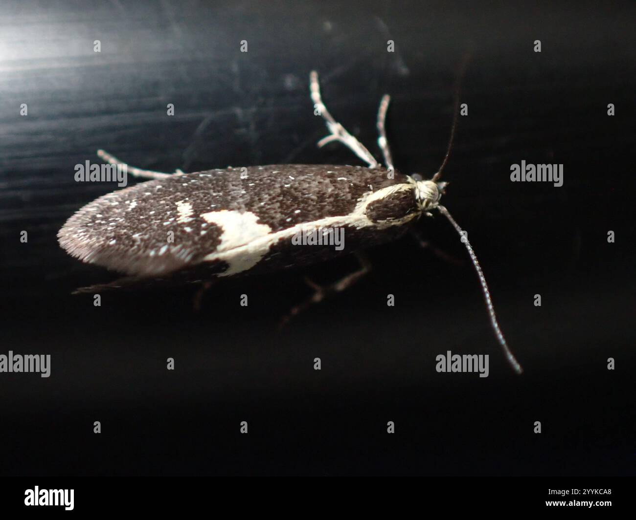 Skunk Moth (Polix coloradella Stock Photo - Alamy
