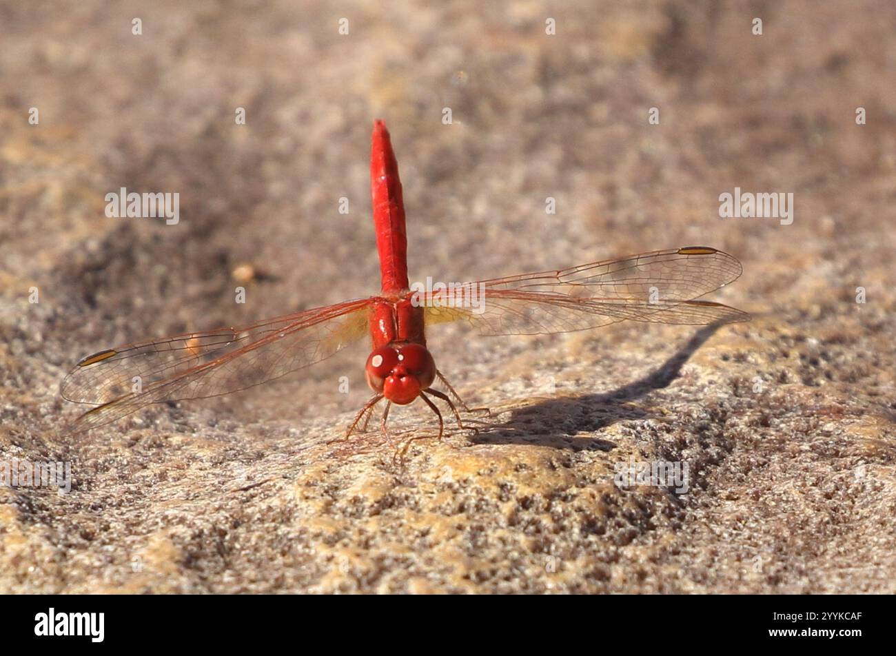 Scarlet Percher (Diplacodes haematodes Stock Photo - Alamy
