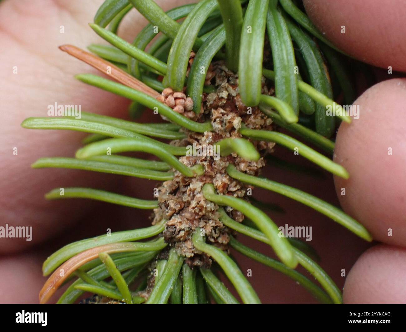 subalpine fir (Abies lasiocarpa Stock Photo - Alamy