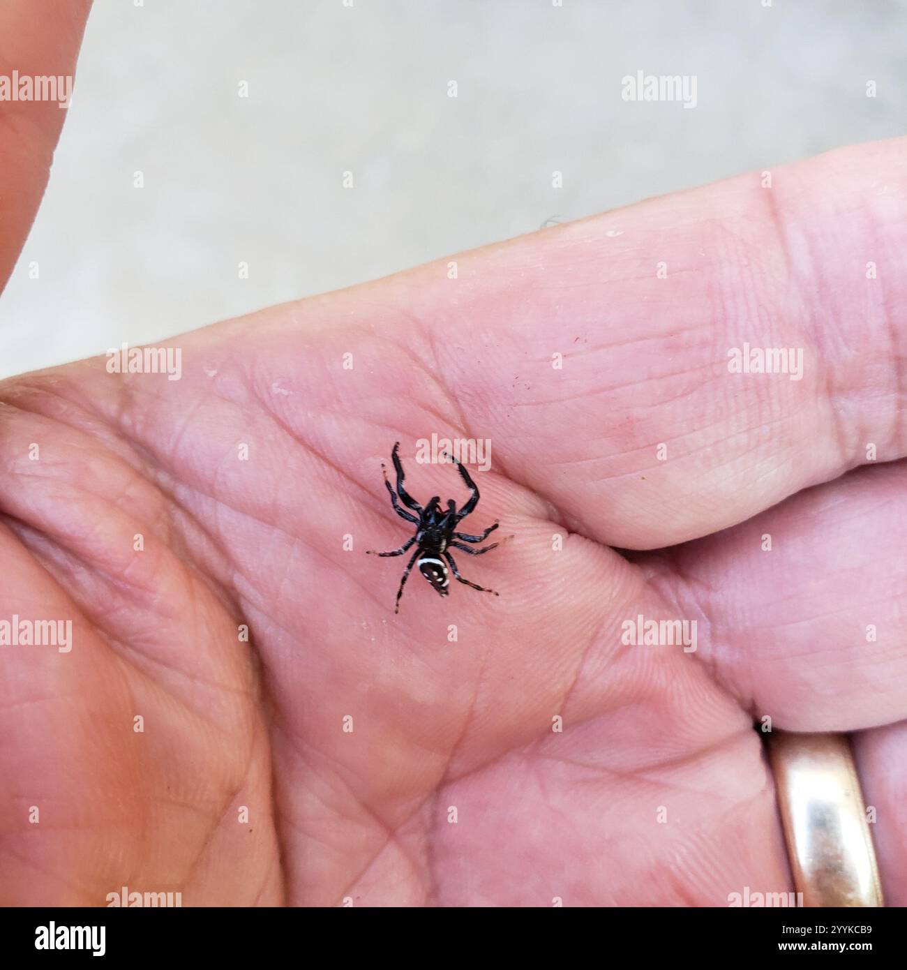 Golden Jumping Spider (Paraphidippus aurantius Stock Photo - Alamy