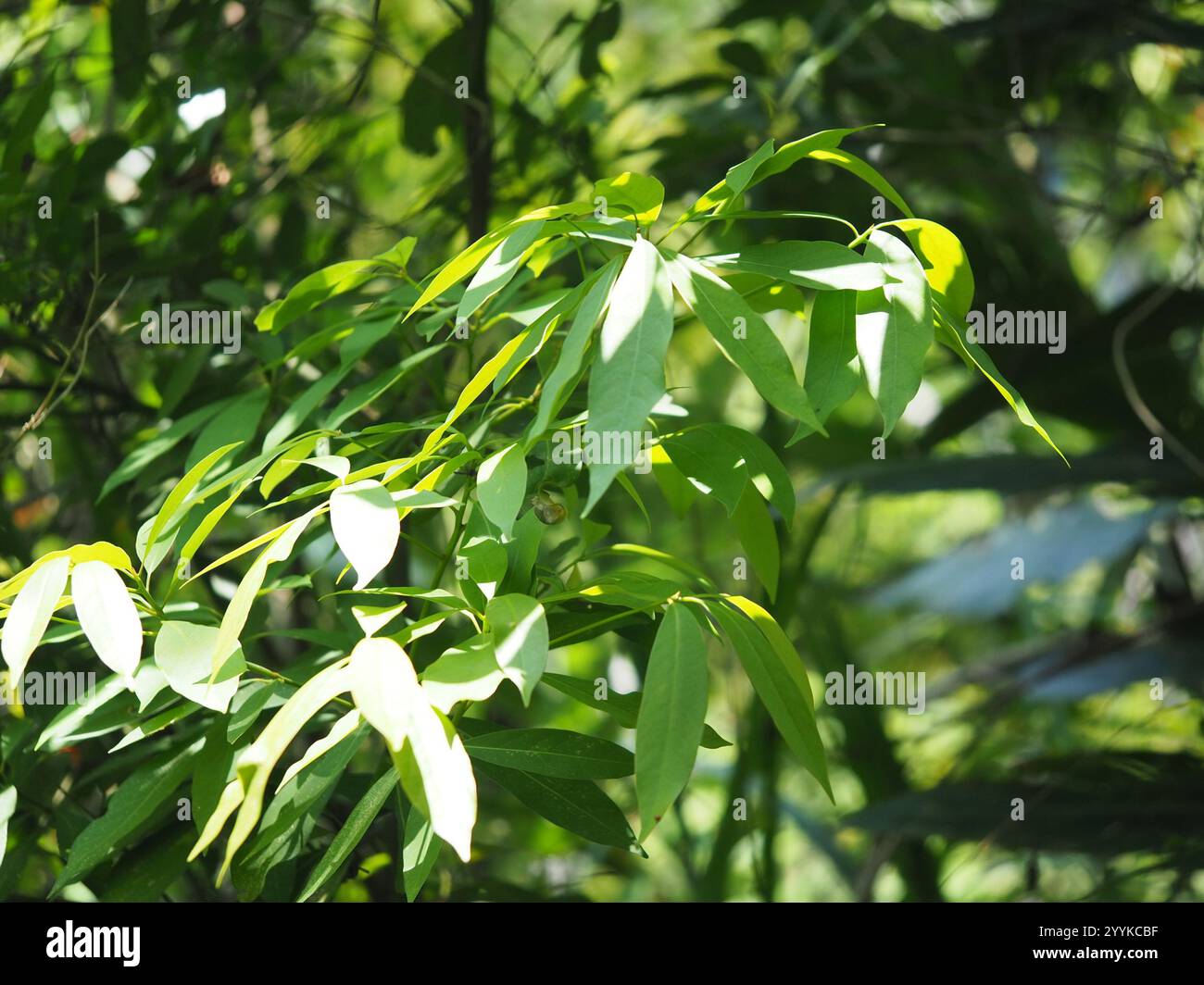 Zuiho Machilus (Machilus zuihoensis Stock Photo - Alamy
