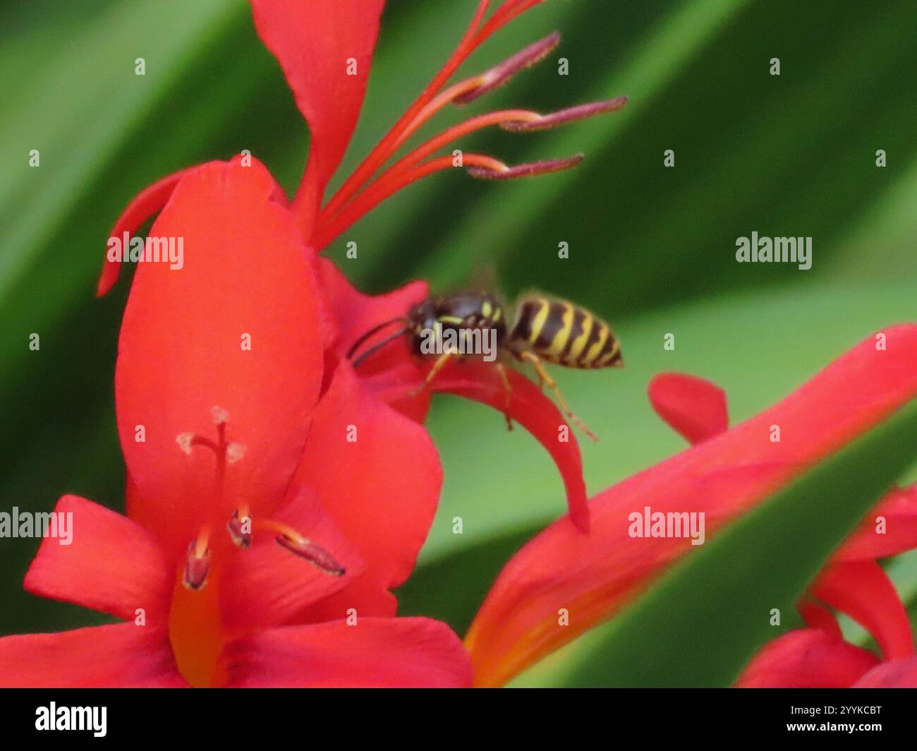 Alaska Yellowjacket (Vespula alascensis Stock Photo - Alamy