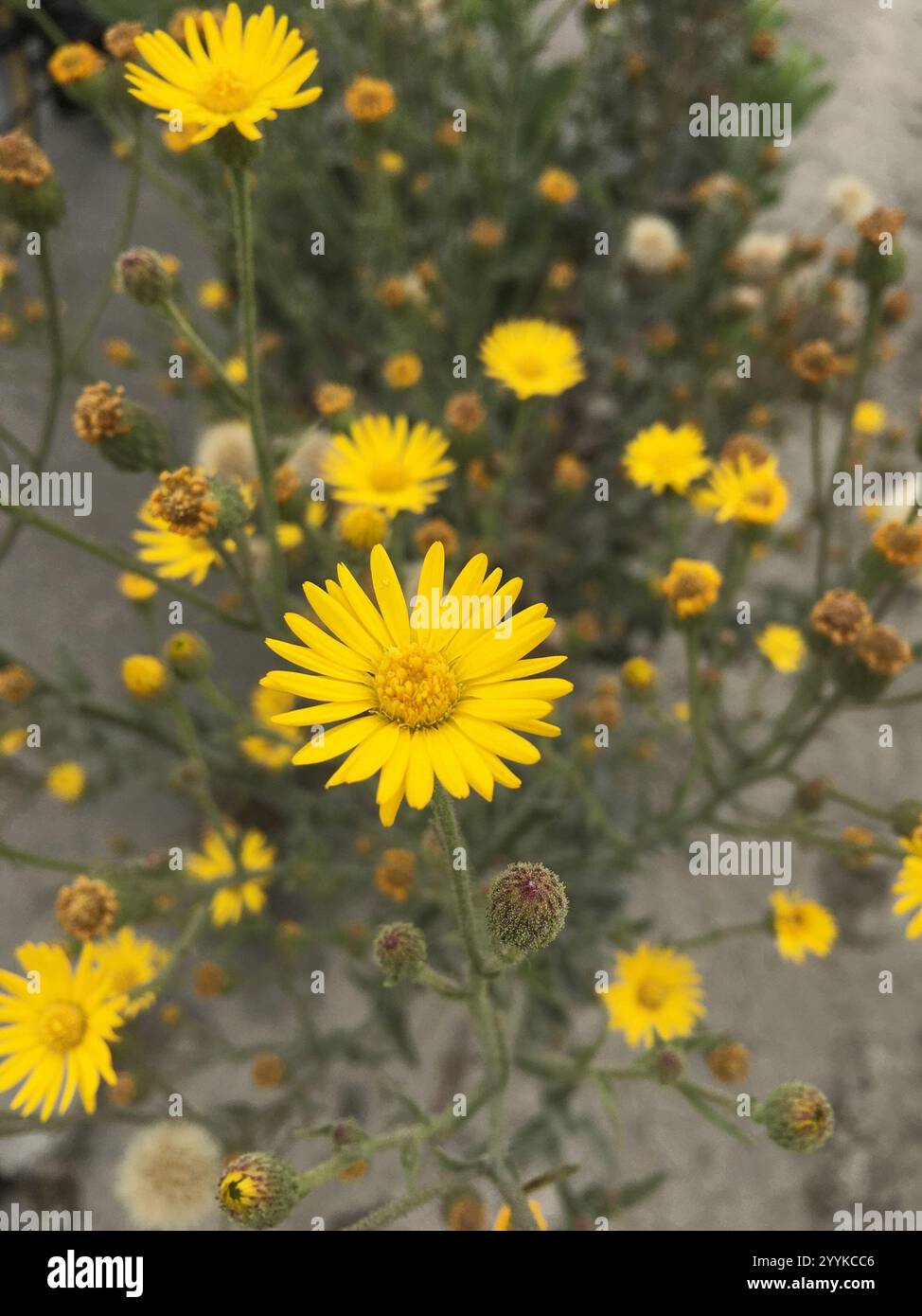 Telegraphweed (Heterotheca grandiflora Stock Photo - Alamy