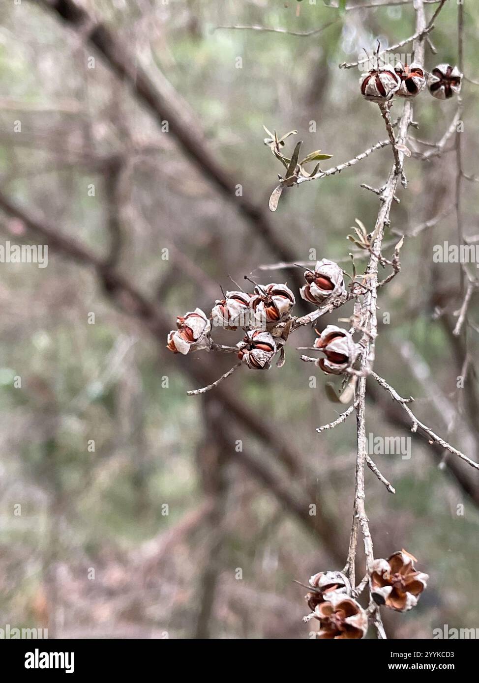 Tantoon (Leptospermum polygalifolium Stock Photo - Alamy