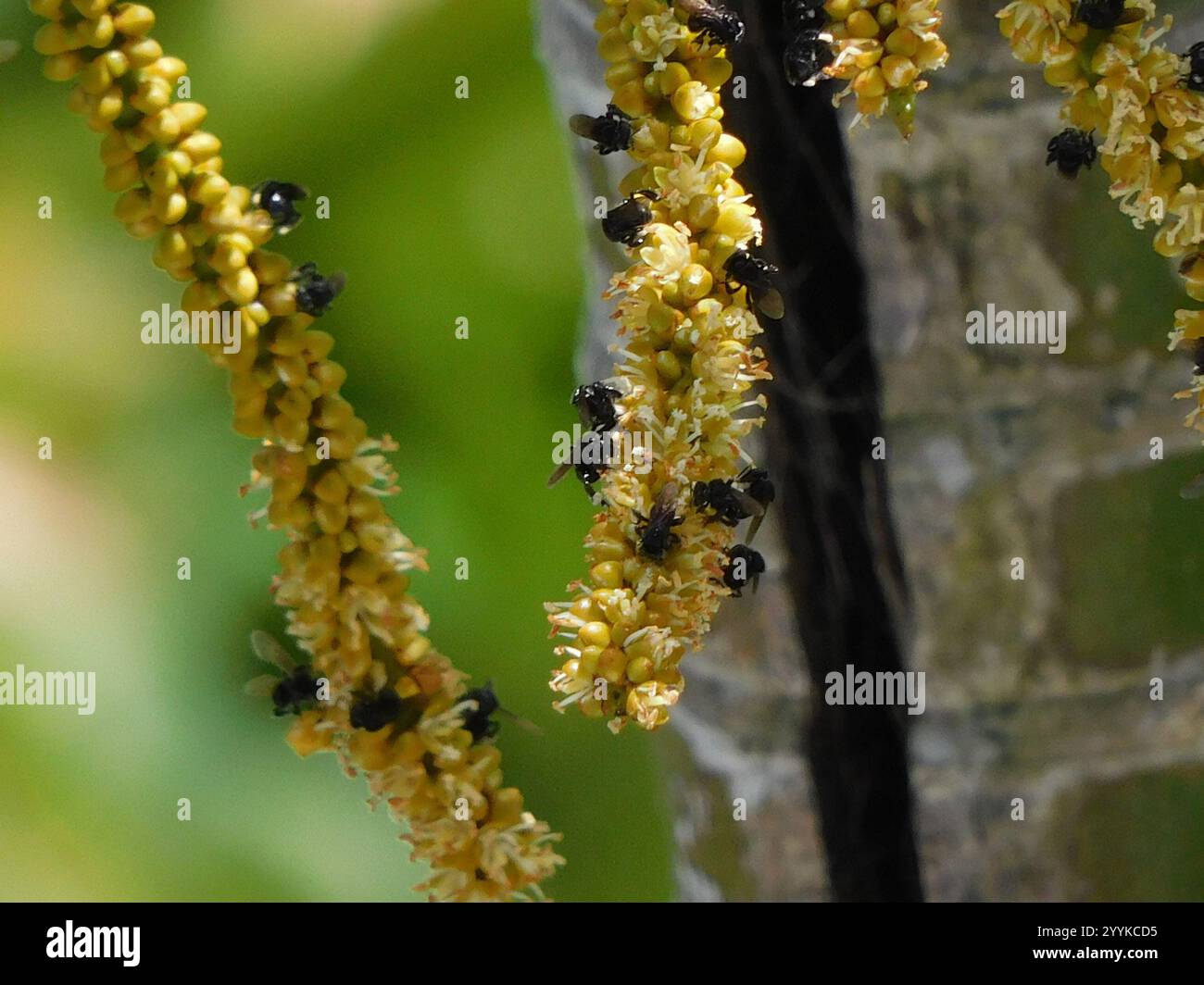 Stingless Bees (Meliponini Stock Photo - Alamy