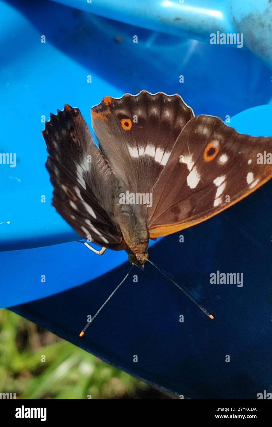 Lesser Purple Emperor (Apatura ilia Stock Photo - Alamy
