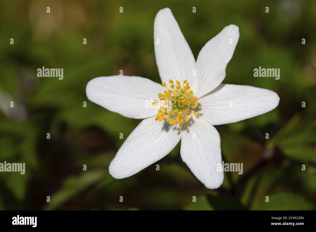 Wood anemone, Anemone nemorosa, grows in the forest Stock Photo - Alamy