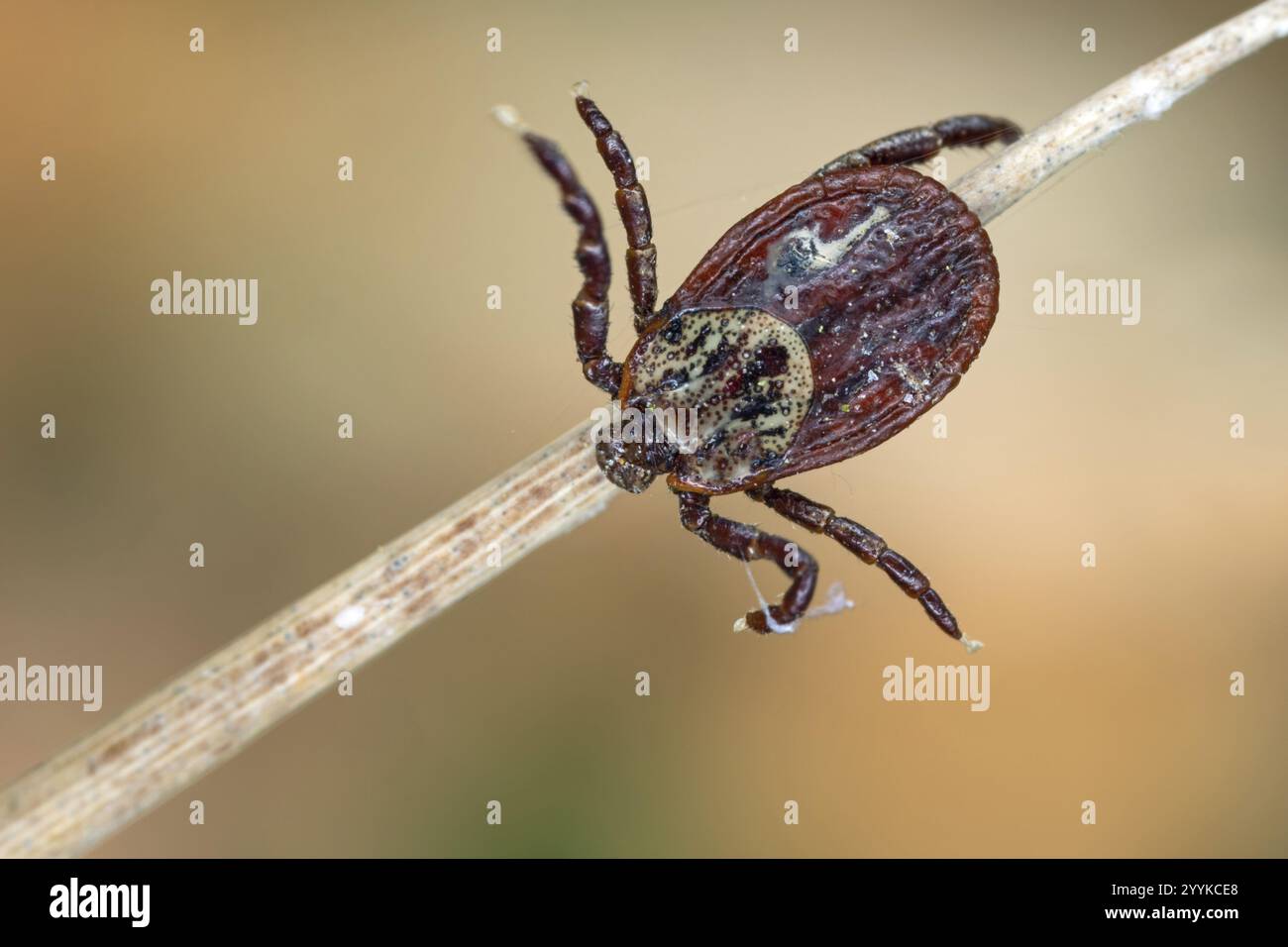 Ixodid ticks hi-res stock photography and images - Alamy