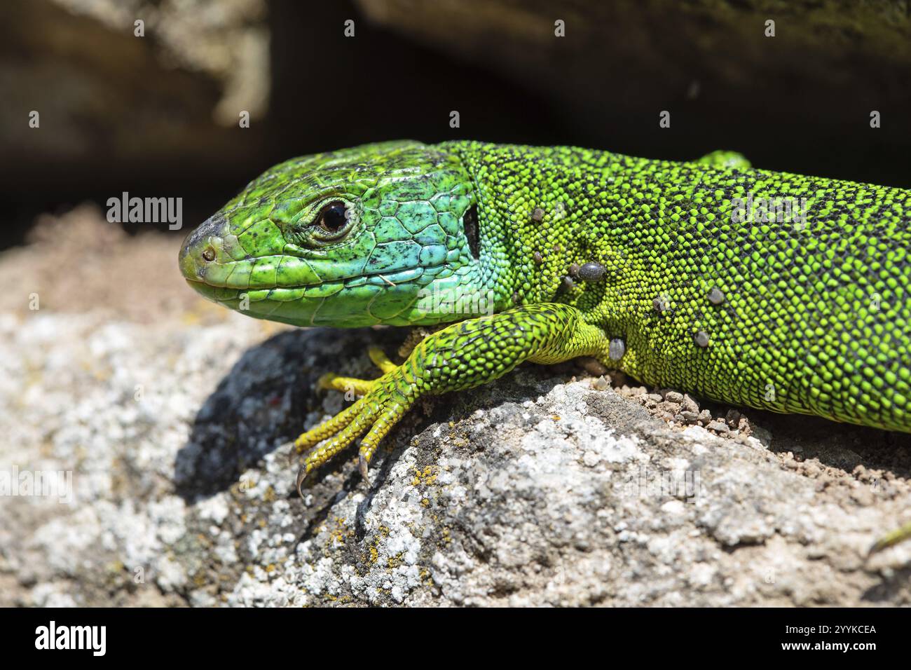 Western green lizards hi-res stock photography and images - Alamy