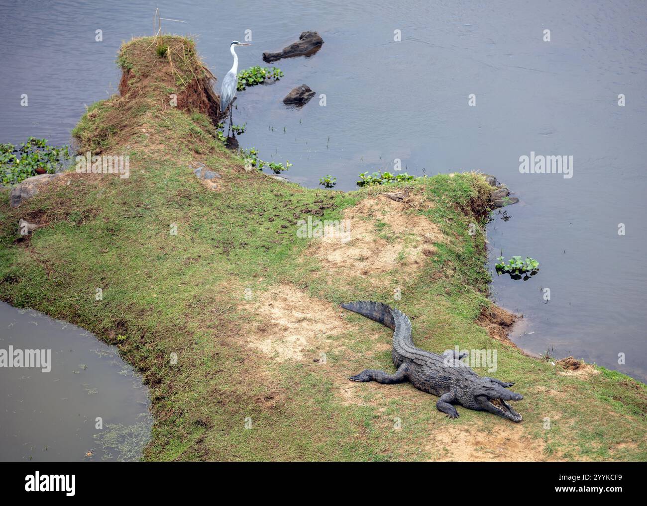 Crocodile resting on grass and heron bird standing on the river bank ...