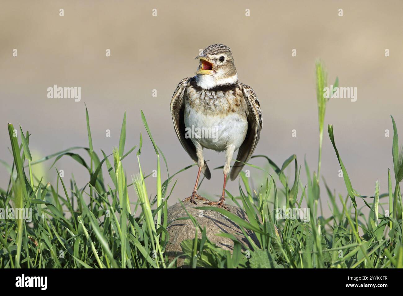 Calandra lark, Melanocorypha calandra, sings Stock Photo - Alamy