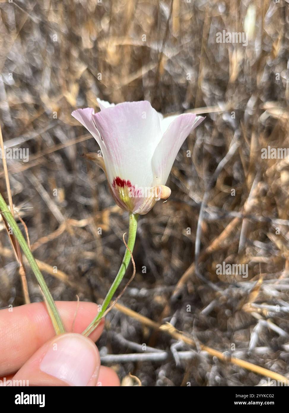 la panza mariposa lily (Calochortus simulans Stock Photo - Alamy