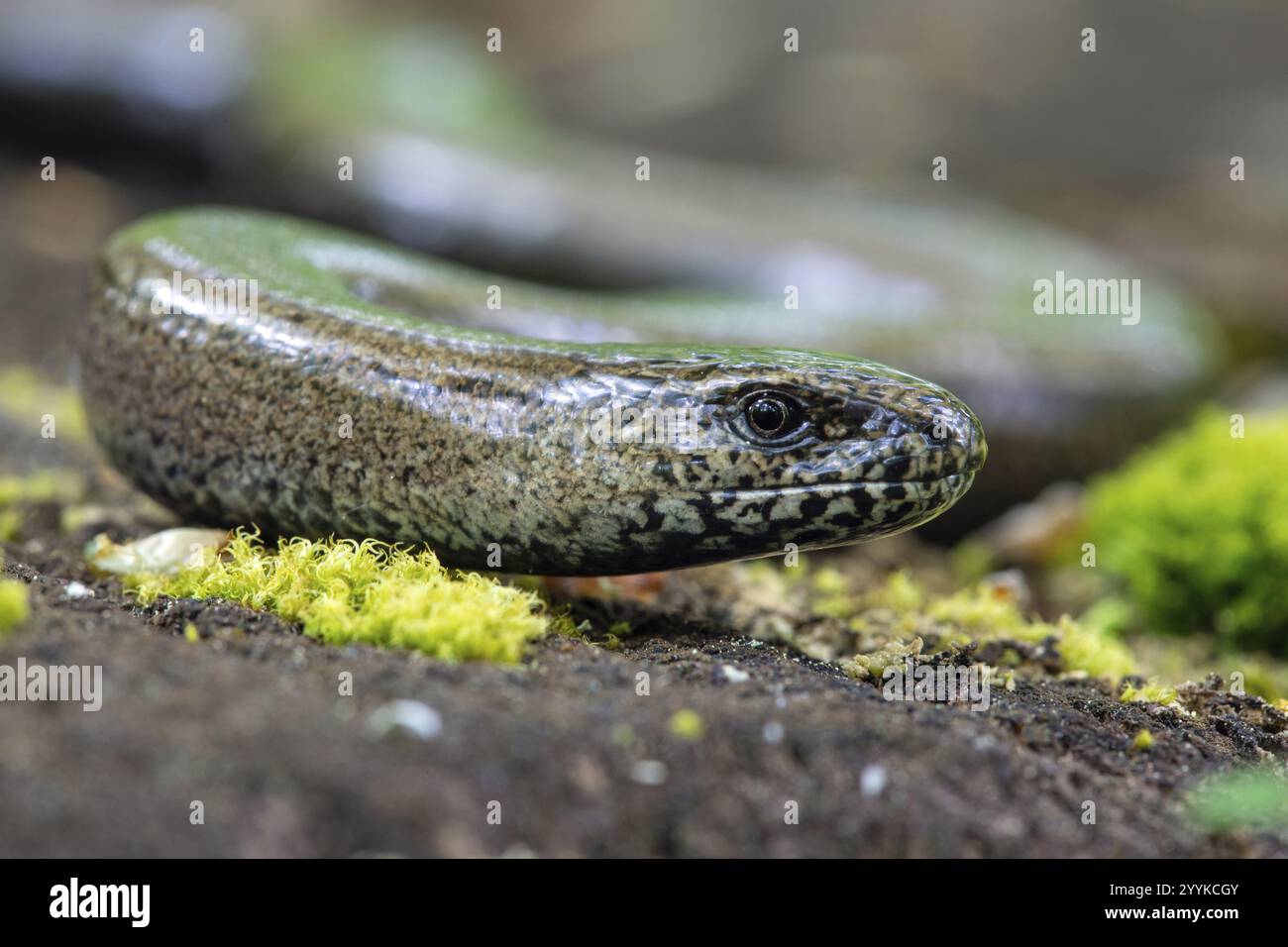 Western slow worm, Anguis fragilis Stock Photo - Alamy