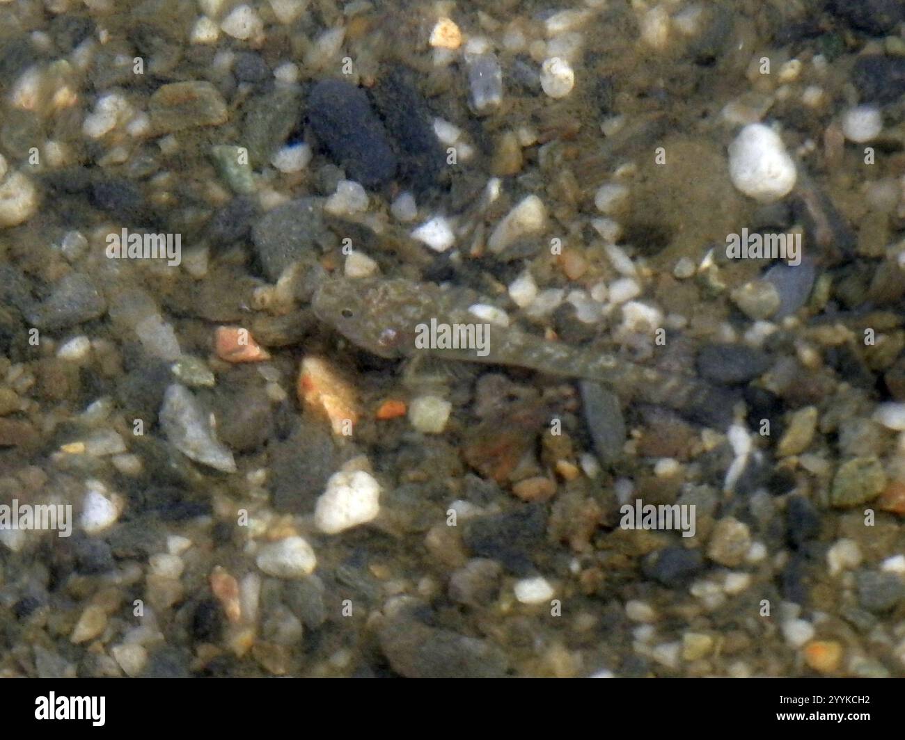 Amur Goby (Rhinogobius similis Stock Photo - Alamy