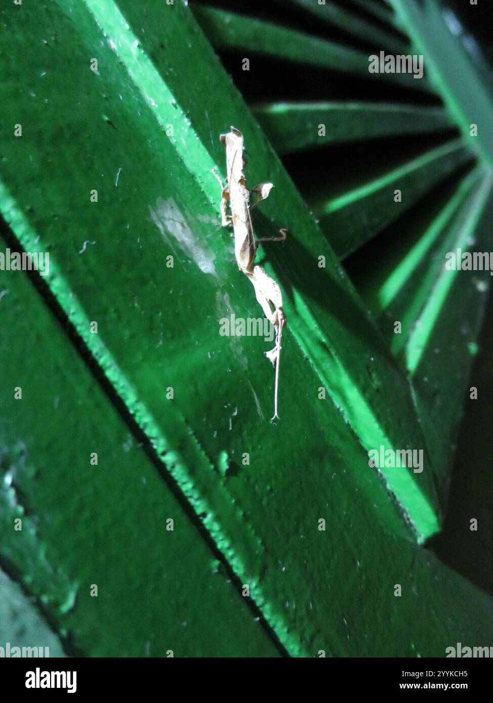 Common Ghost Mantis (Phyllocrania paradoxa Stock Photo - Alamy