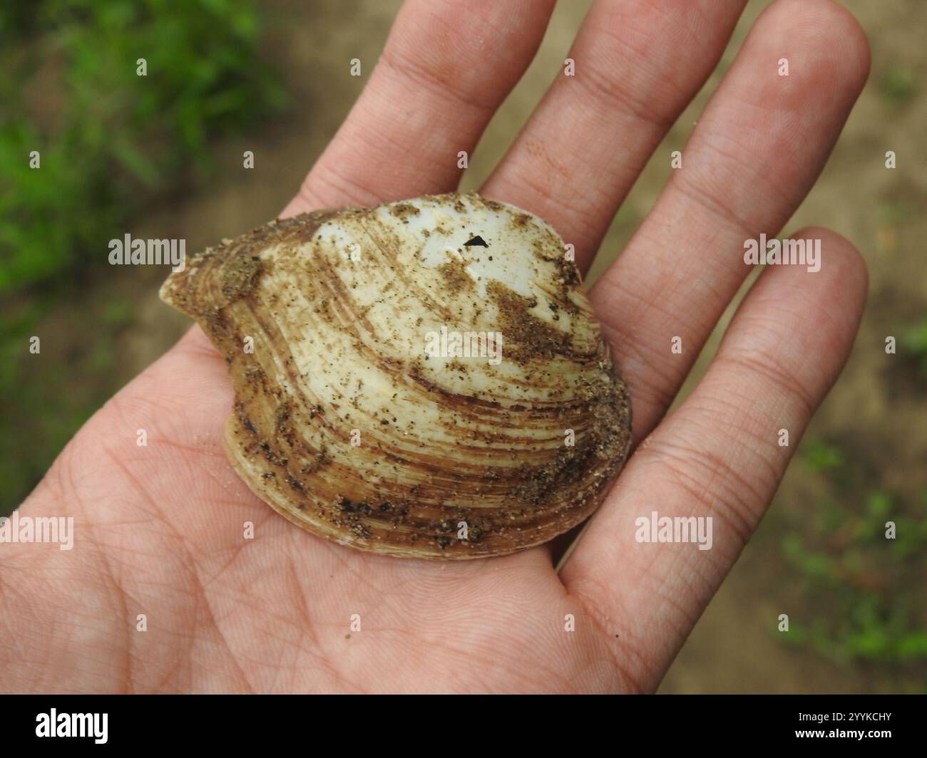 Deertoe Mussel (Truncilla truncata Stock Photo - Alamy
