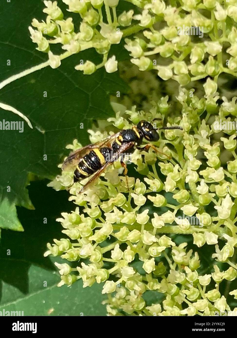 Hump-backed Beewolf (Philanthus gibbosus Stock Photo - Alamy
