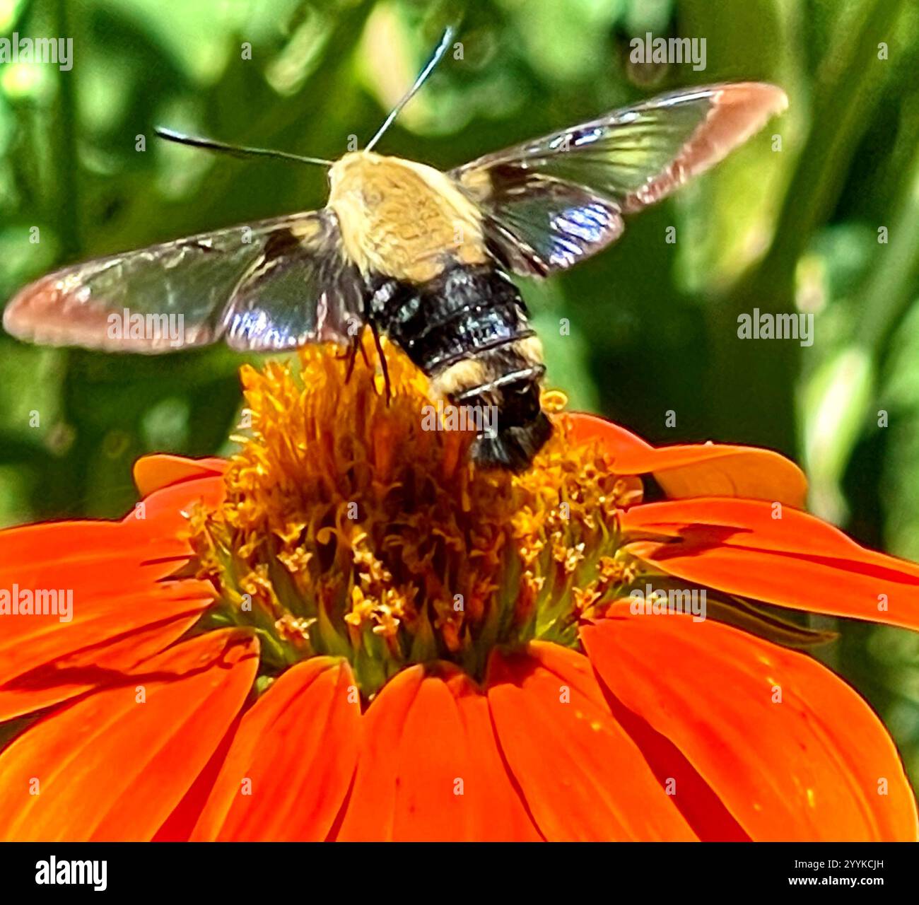 Snowberry Clearwing (Hemaris diffinis Stock Photo - Alamy