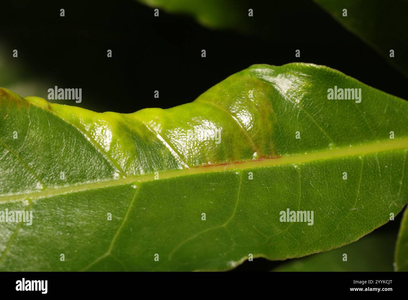 Bay Sucker (Lauritrioza alacris Stock Photo - Alamy