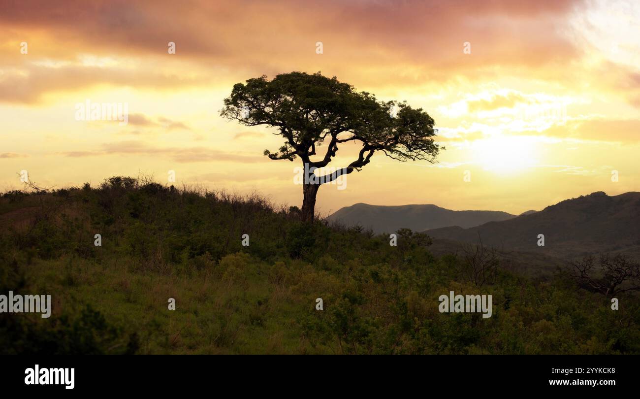 Acacia tree on sunset sky background, Vachellia tortilis in African ...