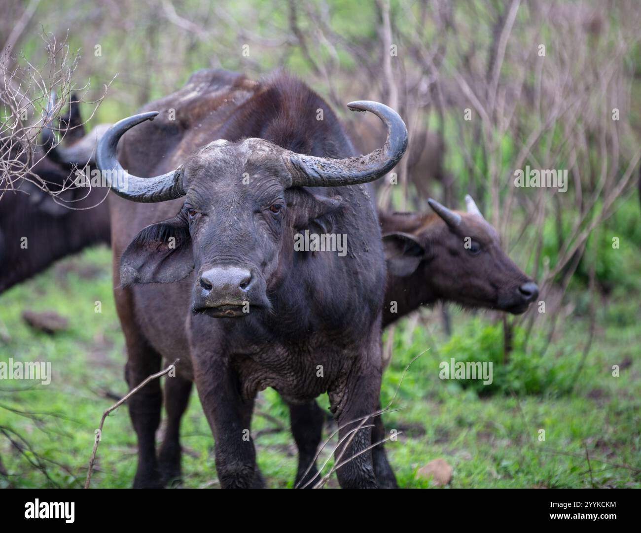 African buffalo, cape buffalo looking at camera, Hluhluwe National Park ...