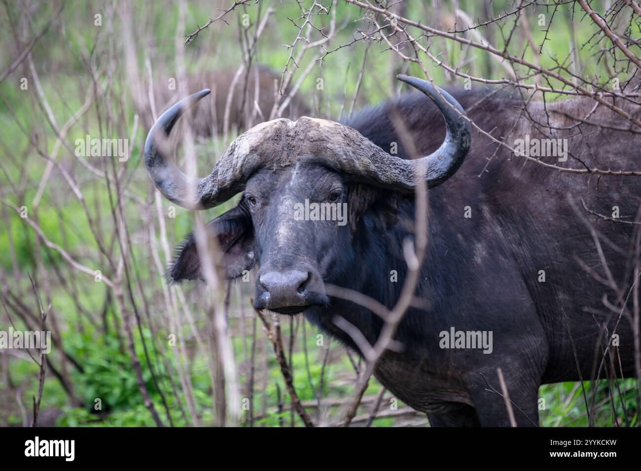 Closeup african buffalo horn syncerus hi-res stock photography and ...