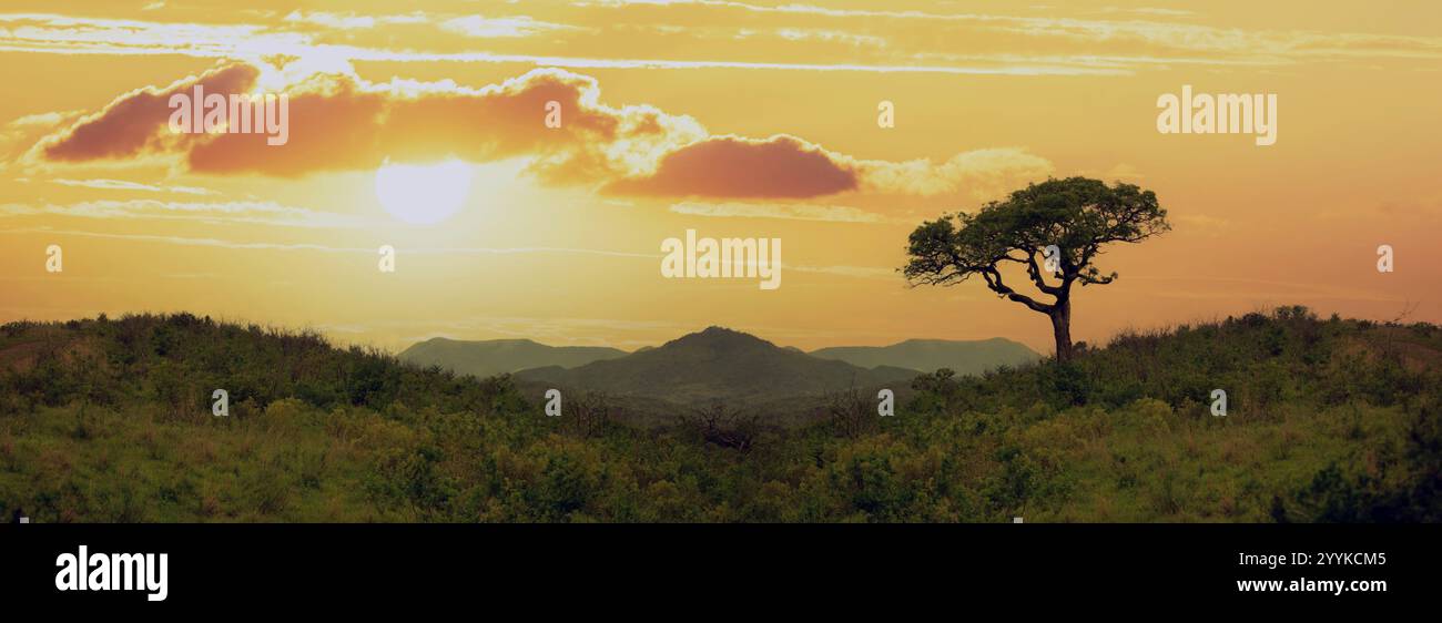 Acacia tree on sunset sky, Vachellia tortilis in African savannah ...