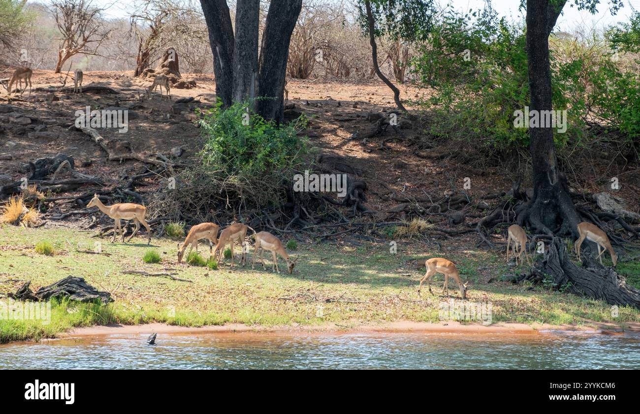 Impalas antelopes grazing grass. Wild animals herd at the river bank ...