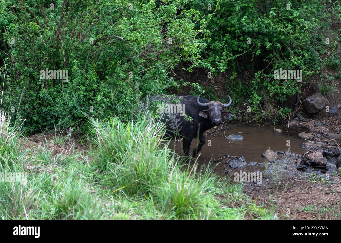African buffalo on the riverside, cape buffalo looking at camera ...