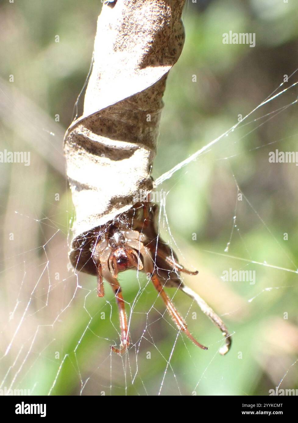 Leaf-curling Spider (Phonognatha graeffei Stock Photo - Alamy