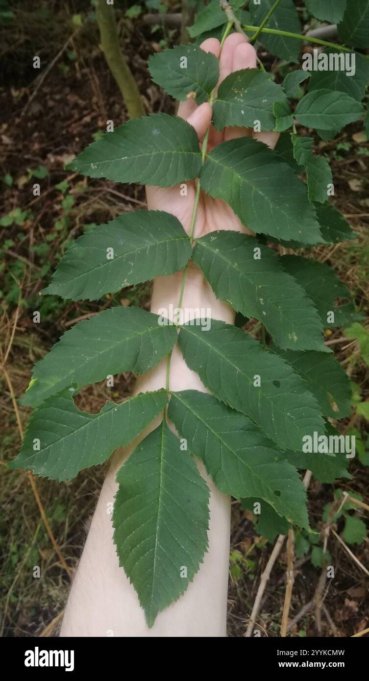 European ash (Fraxinus excelsior Stock Photo - Alamy