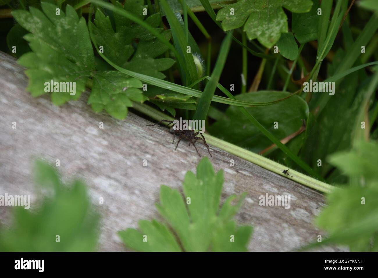 Thin-legged Wolf Spiders (Pardosa Stock Photo - Alamy